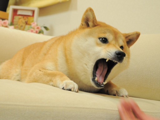 Doge Original Meme